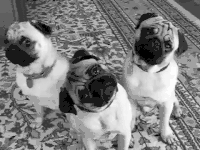 Pug GIFs - Get the best gif on GIFER