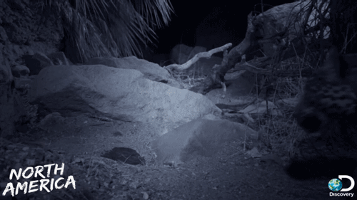 Elusive creatures GIF - Conseguir o melhor gif em GIFER