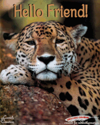 Jaguars GIFs - Get the best gif on GIFER