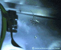 Arachnid GIFs - Get the best gif on GIFER