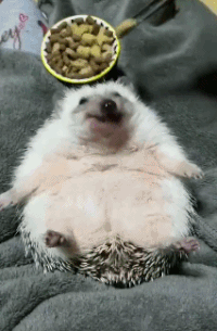 Feeding GIFs - Get the best gif on GIFER