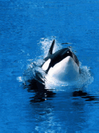 Orca GIFs - Get the best gif on GIFER