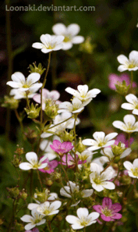 Garden GIFs - Get the best gif on GIFER