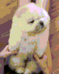 Chows GIFs - Get the best gif on GIFER