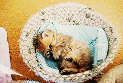 Clawing GIFs - Obtenez le meilleur gif sur GIFER