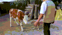 Calf GIFs - Get the best gif on GIFER