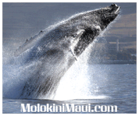 Maui GIFs - Get the best gif on GIFER