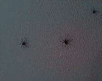 Spider GIFs - Get the best gif on GIFER
