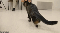 Proteses GIF - Conseguir o melhor gif em GIFER