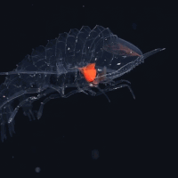Deep sea GIFs - Get the best gif on GIFER