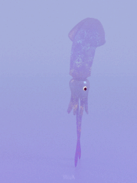 Squid GIFs - Get the best gif on GIFER