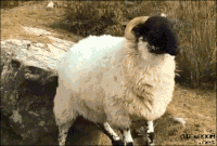 Scratching GIFs - Get the best gif on GIFER