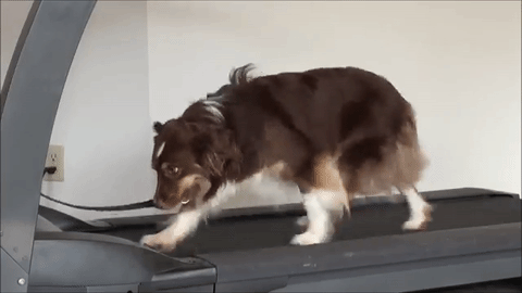 Mini aussie GIF - Conseguir o melhor gif em GIFER