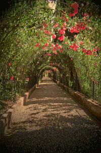 Carnation GIFs - Get the best gif on GIFER