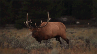 Moose GIFs - Get the best gif on GIFER