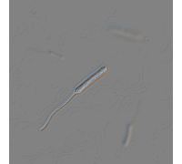 Microscopic GIFs - Get the best gif on GIFER