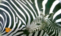 Zebra GIFs - Get the best gif on GIFER
