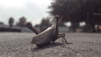 Insects GIFs - Get the best gif on GIFER