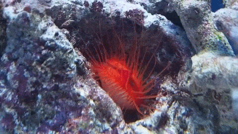 Spacescape GIF - Conseguir o melhor gif em GIFER
