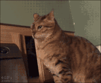 Discussion GIFs - Get the best gif on GIFER