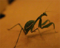 Mantis GIFs - Get the best gif on GIFER