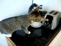 Toaster GIFs - Get the best gif on GIFER