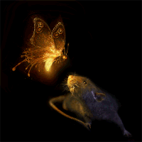 Fireflies GIFs - Get the best gif on GIFER