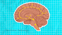 Neuroscience GIFs - Get the best gif on GIFER