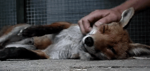 Volpe GIFs - Get the best gif on GIFER