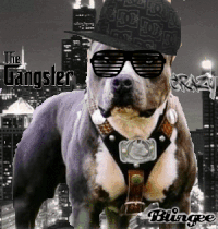 Pit bull GIF - Conseguir o melhor gif em GIFER