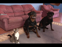 Shhhh GIFs - Get the best gif on GIFER