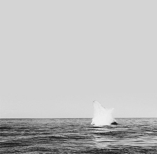 Whale facts GIF - Conseguir o melhor gif em GIFER