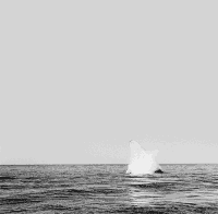 Arctic GIFs - Get the best gif on GIFER