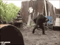 Ape GIFs - Get the best gif on GIFER