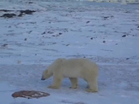 Lazy GIFs - Get the best gif on GIFER