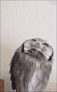 Feathers GIFs - Get the best gif on GIFER