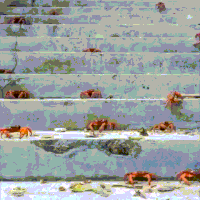 Migration GIFs - Get the best gif on GIFER