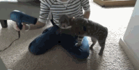 Dryer GIFs - Get the best gif on GIFER