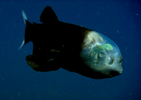 Deep sea angler GIF - Conseguir o melhor gif em GIFER