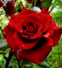 Roses GIFs - Get the best gif on GIFER