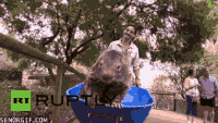 Wombat GIFs - Get the best gif on GIFER