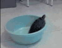Poo GIFs - Get the best gif on GIFER