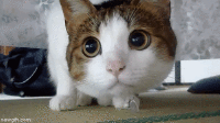 Curious GIFs - Get the best gif on GIFER