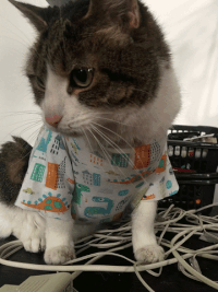 Vet GIFs - Get the best gif on GIFER