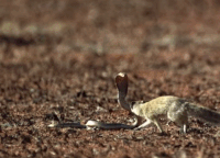 Mongoose GIFs - Get the best gif on GIFER