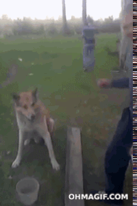 Meet GIFs - Get the best gif on GIFER