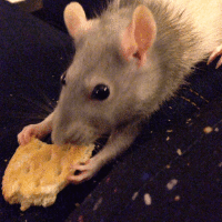 Mice GIFs - Get the best gif on GIFER