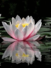 Lotus GIFs - Get the best gif on GIFER