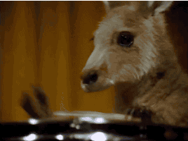 Skippy GIFs - Get the best gif on GIFER