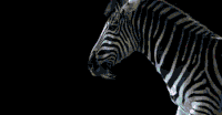 Zebra GIFs - Get the best gif on GIFER